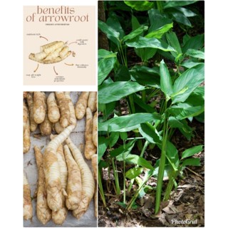 KKB Sagu Bemban Arrowroot Maranta Arundinacea | Shopee Malaysia