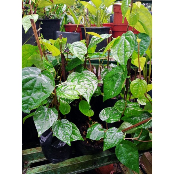 Pokok Sireh Kampung / Sireh Kampung | Shopee Malaysia