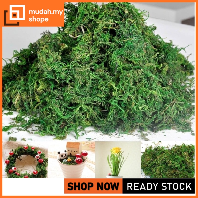 ARTIFICIAL MOSS / LUMUT ORKID / RUMPUT HIASAN / RUMPUT GUBAHAN BUNGA ...