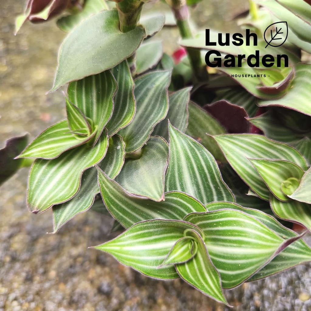 Callisia Gentlei / Striped Inch Plant / Mini Tradescantia Zebrina 105mm ...