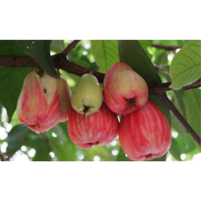 Pokok Jambu Bol Merah | Shopee Malaysia