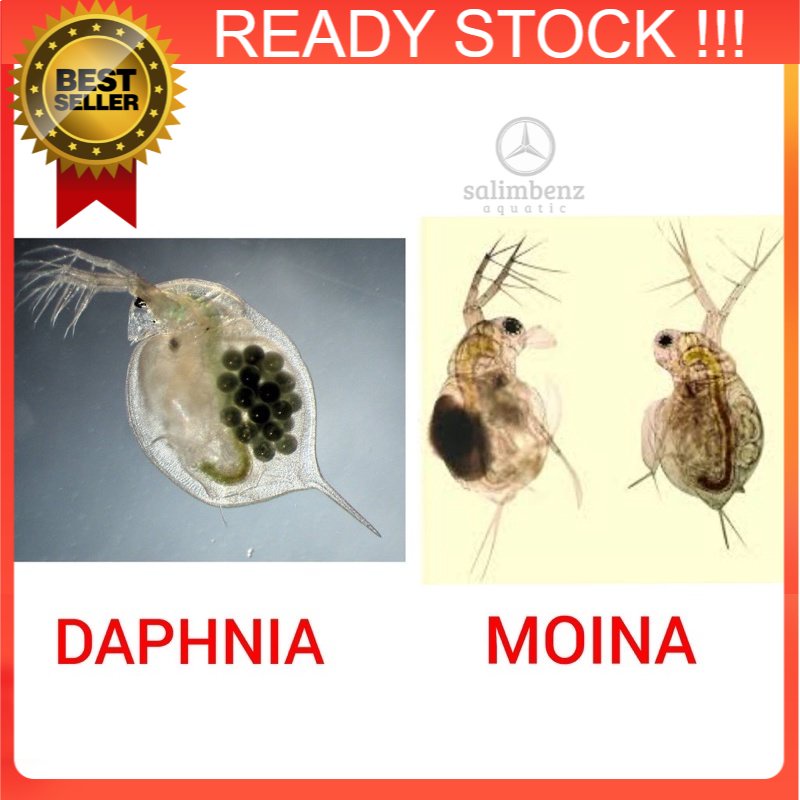 (BUY 3 FREE 1) Kutu Air Hidup Daphnia Magna / moina thai macrocopa ...