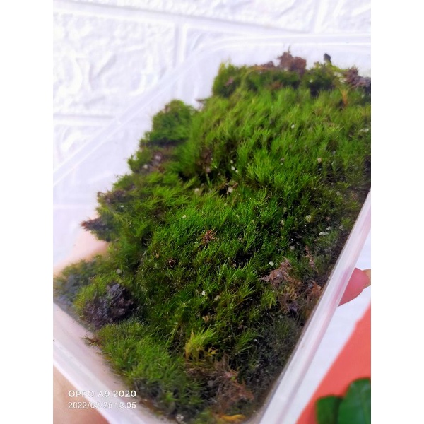 Live Natural Mood Moss Lumut hidup For terrarium vivarium with fern ...