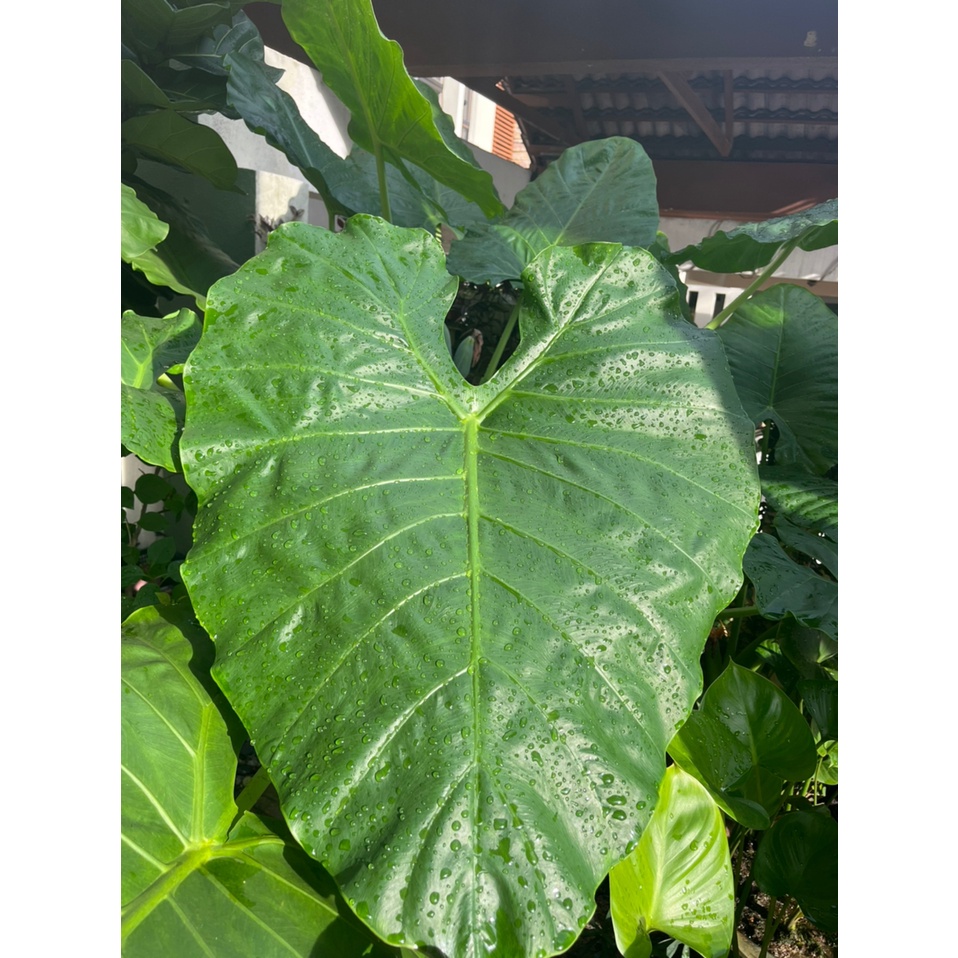 Anak Pokok Keladi Telinga Gajah/Alocasia Macrorrhiza Giant Taro[Batang ...