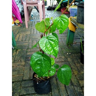 Pokok Sireh Kampung / Sireh Kampung | Shopee Malaysia