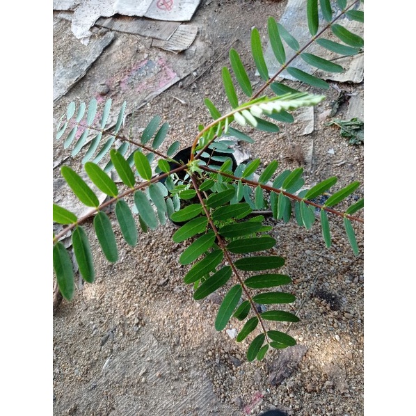 Anak Pokok Turi I Ulam dan Masakan I Geti I Agatha | Shopee Malaysia