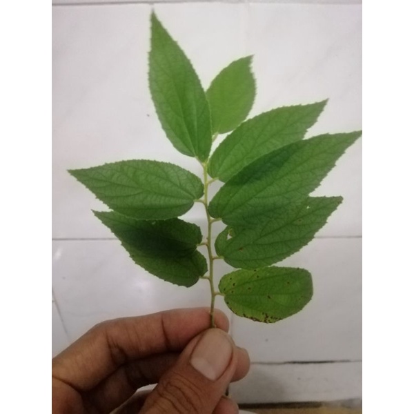 DAUN CERI ( Cegah Dan Rawat) | Shopee Malaysia