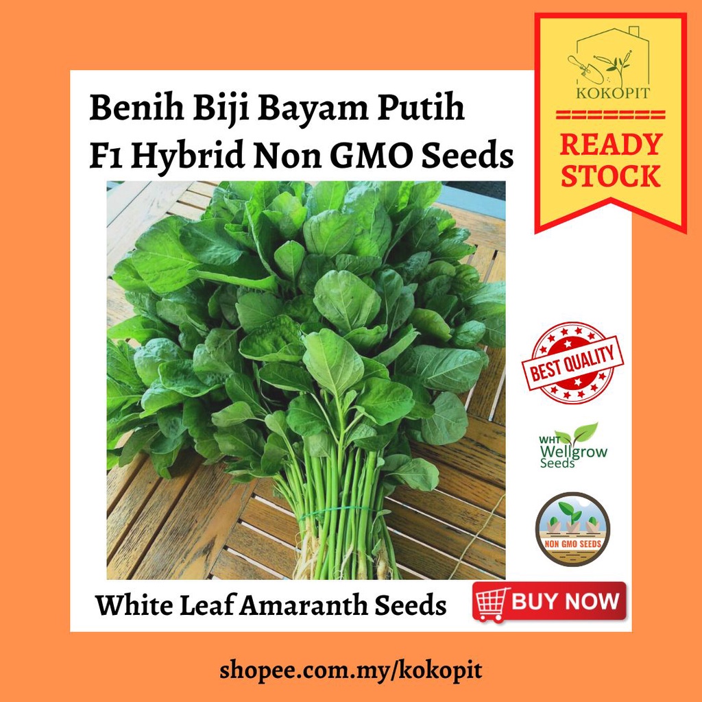 💥Buy Any 11 In RM9.88💥TOP SALES💥 Biji Benih Bayam Putih Daun Putih ...